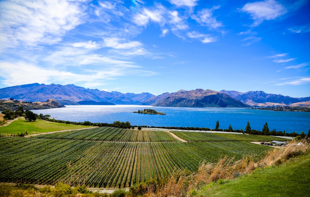 Rippon Winery, Wanaka - Inn Town Campground